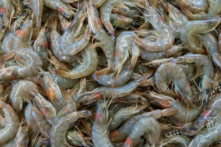 FDA investigating radioactive shrimp bound for Walmart
