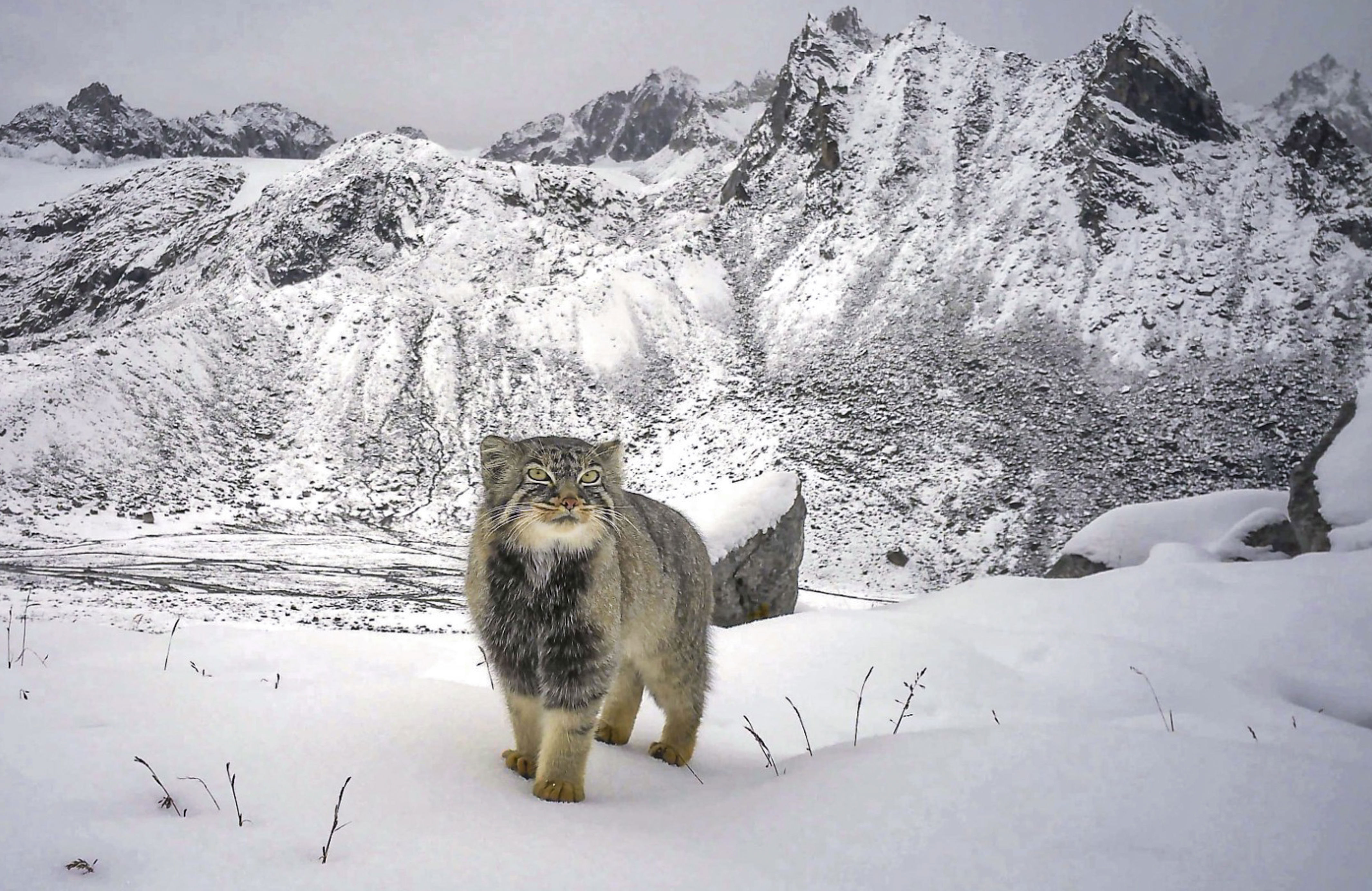 'Milestone for wildlife research': Elusive Pallas's cat caught on ...