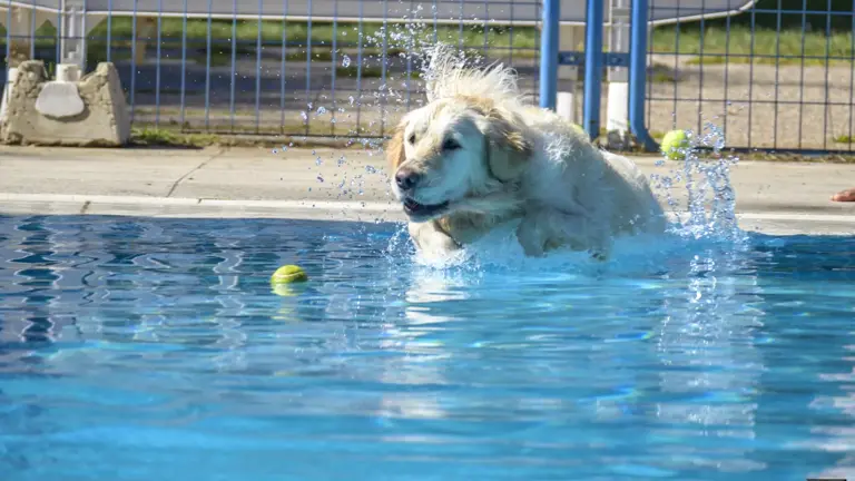 Cómo mantener frescos a tus perros en las olas de calor y por qué no ...