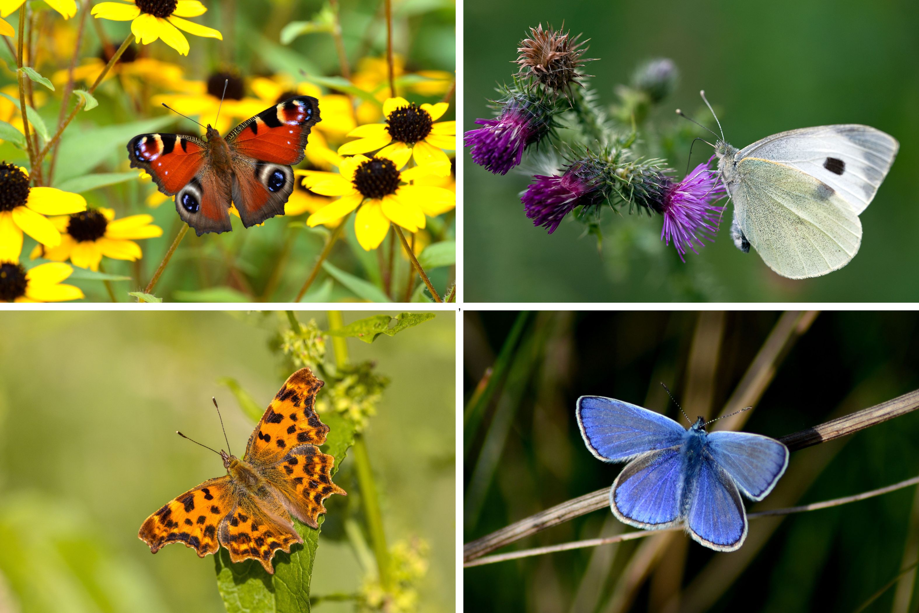 Big Butterfly Count 2025 Results: Here are the 10 most common ...