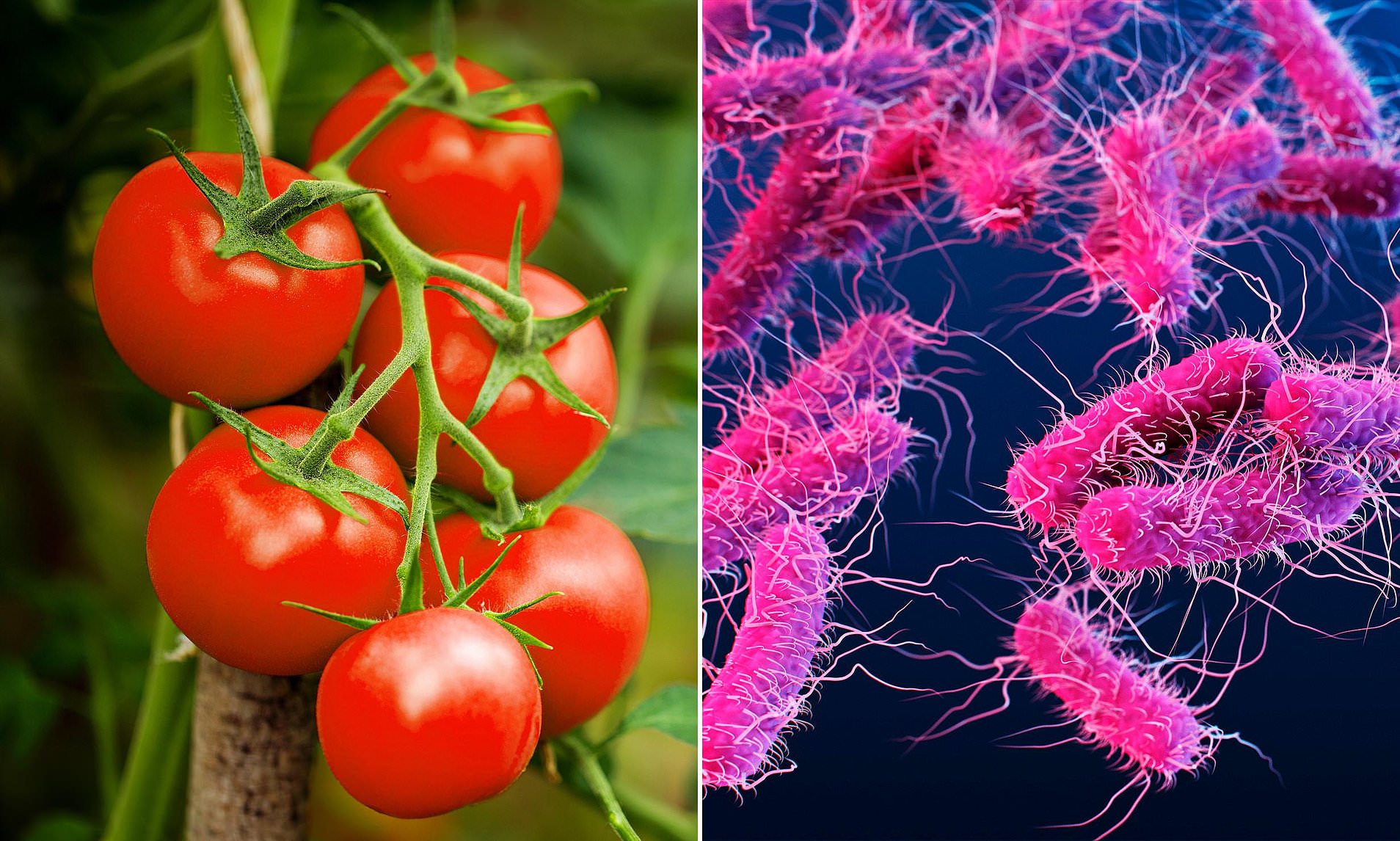 Urgent warning as tomatoes blamed for major Salmonella food poisoning ...