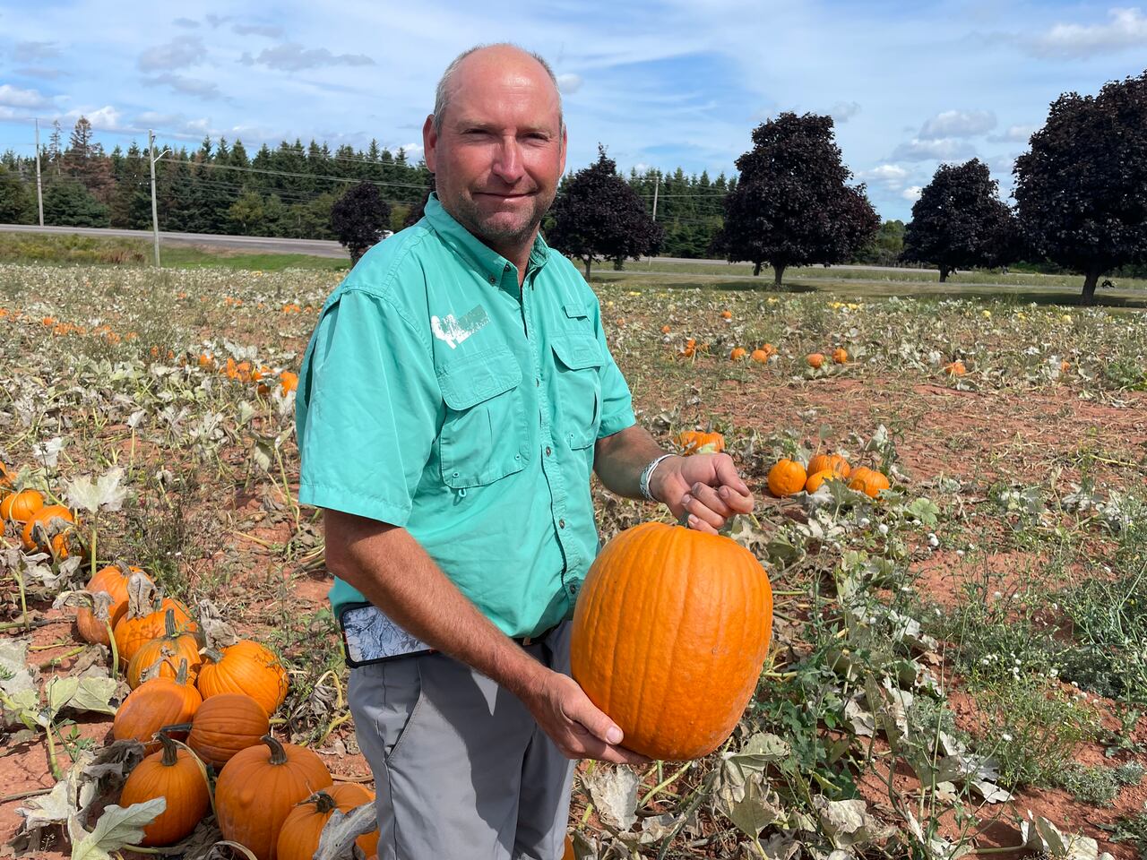 'If we don't get rain, we won't have a harvest': P.E.I. pumpkin farmers ...