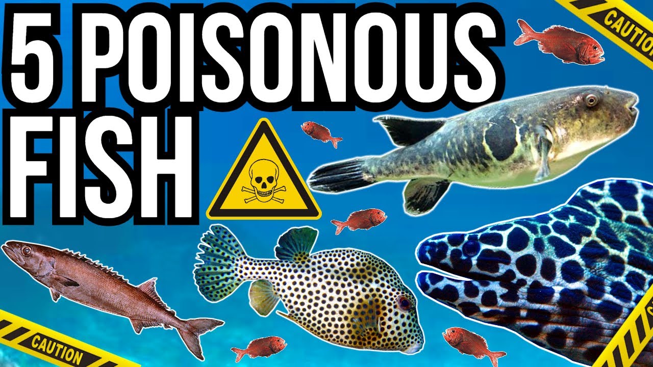 5 Poisonous Fish From Around The World - Deadly Creatures Beneath The Waves