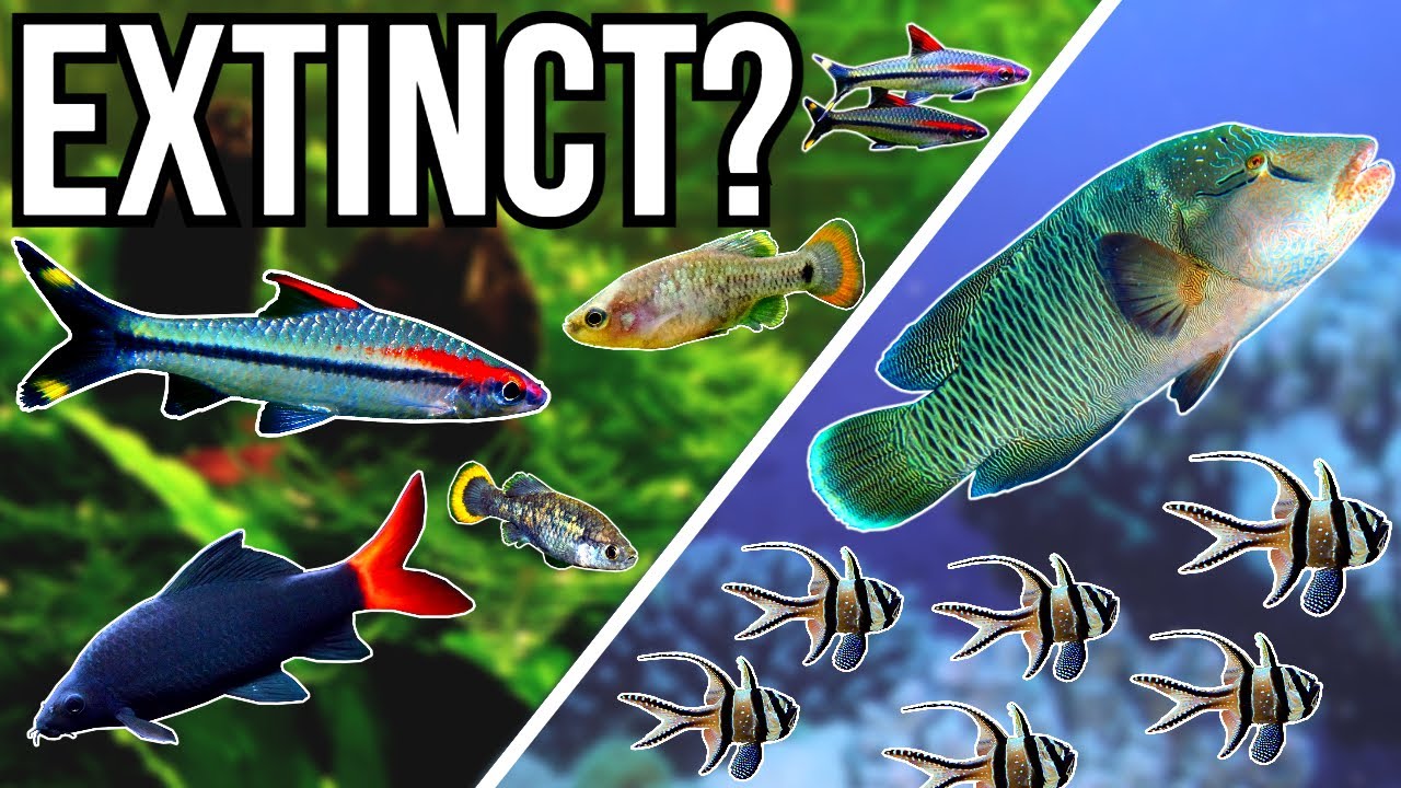 The Aquarium Trade’s Dark Secret - 5 Fish Facing Extinction