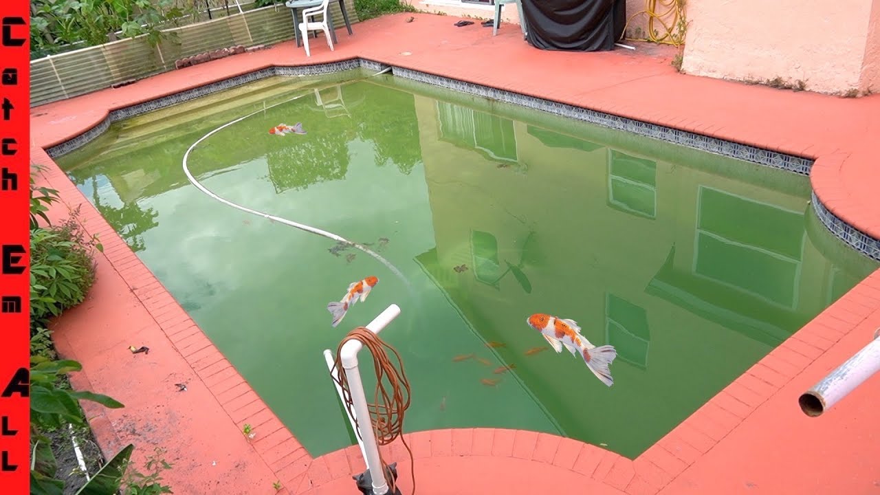 Mysterious Pool Discovery - How Did These Fish Get Here?