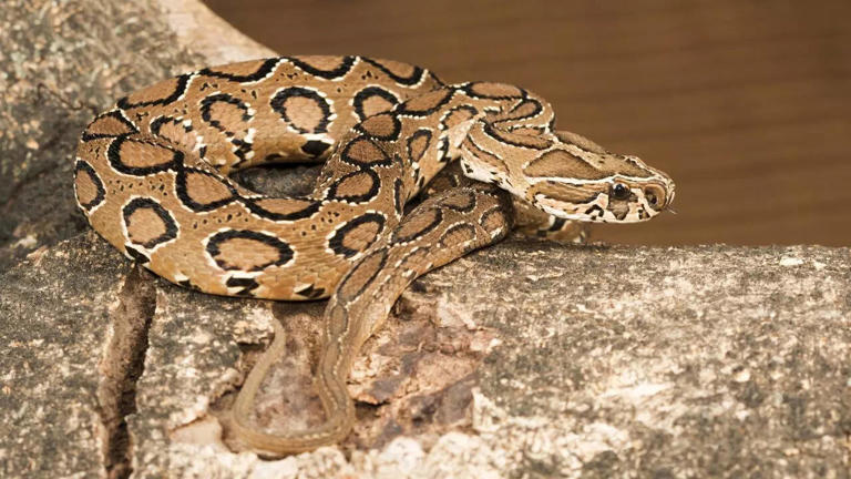 King cobra vs India’s ‘Big Four’ snakes: Which are considered as the ...