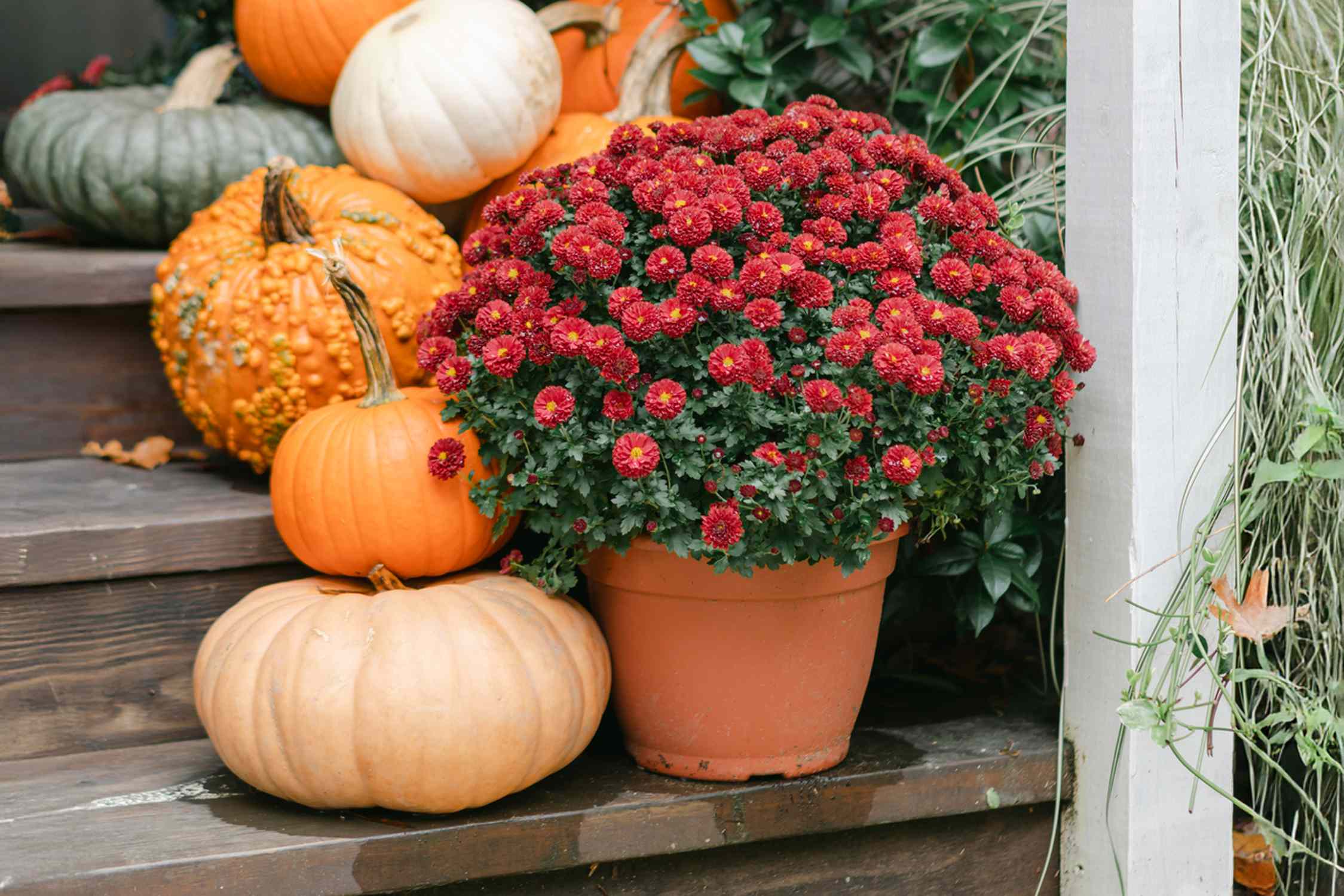 How Do You Care for Mums in Pots? 4 Essential Tips for Fall’s Favorite ...