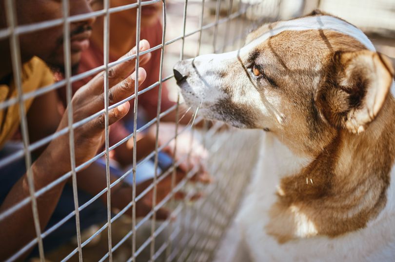 Dog 'facing tragic death' melts hearts with adorable greeting