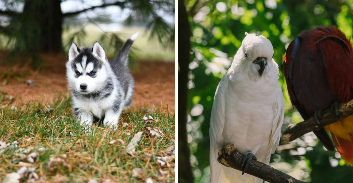 9 Animals That Aren’t Worth Raising If You Don’t Have Time
