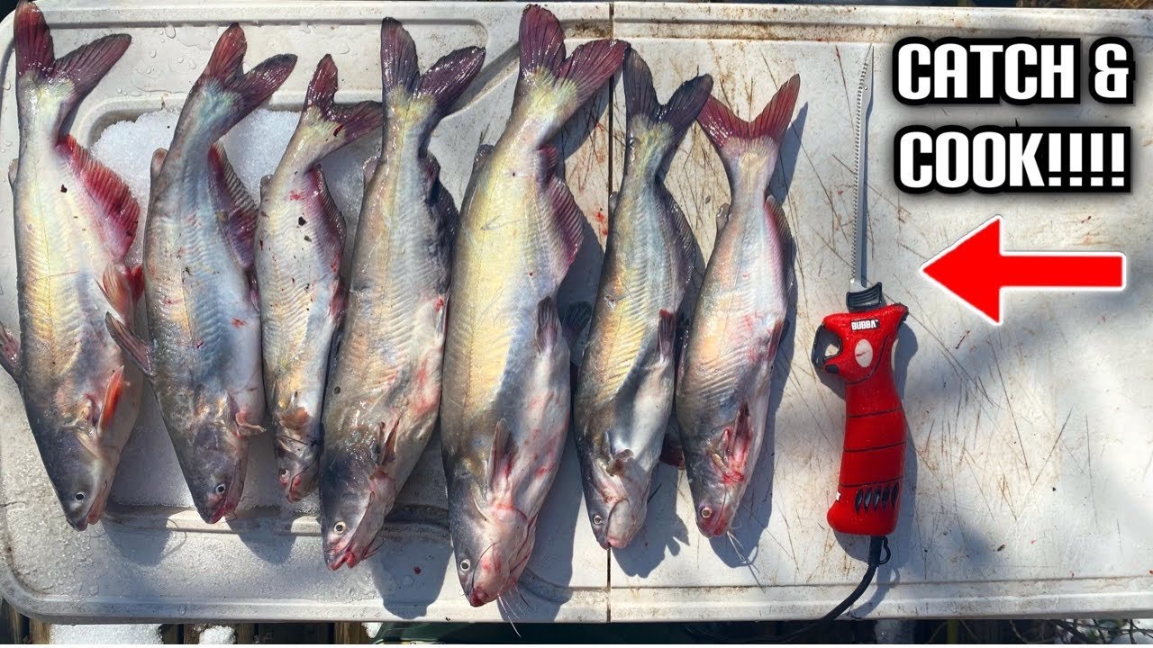 River catfish smackdown with simple bait and rig success