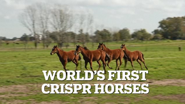 Meet the world's first genetically-modified horses
