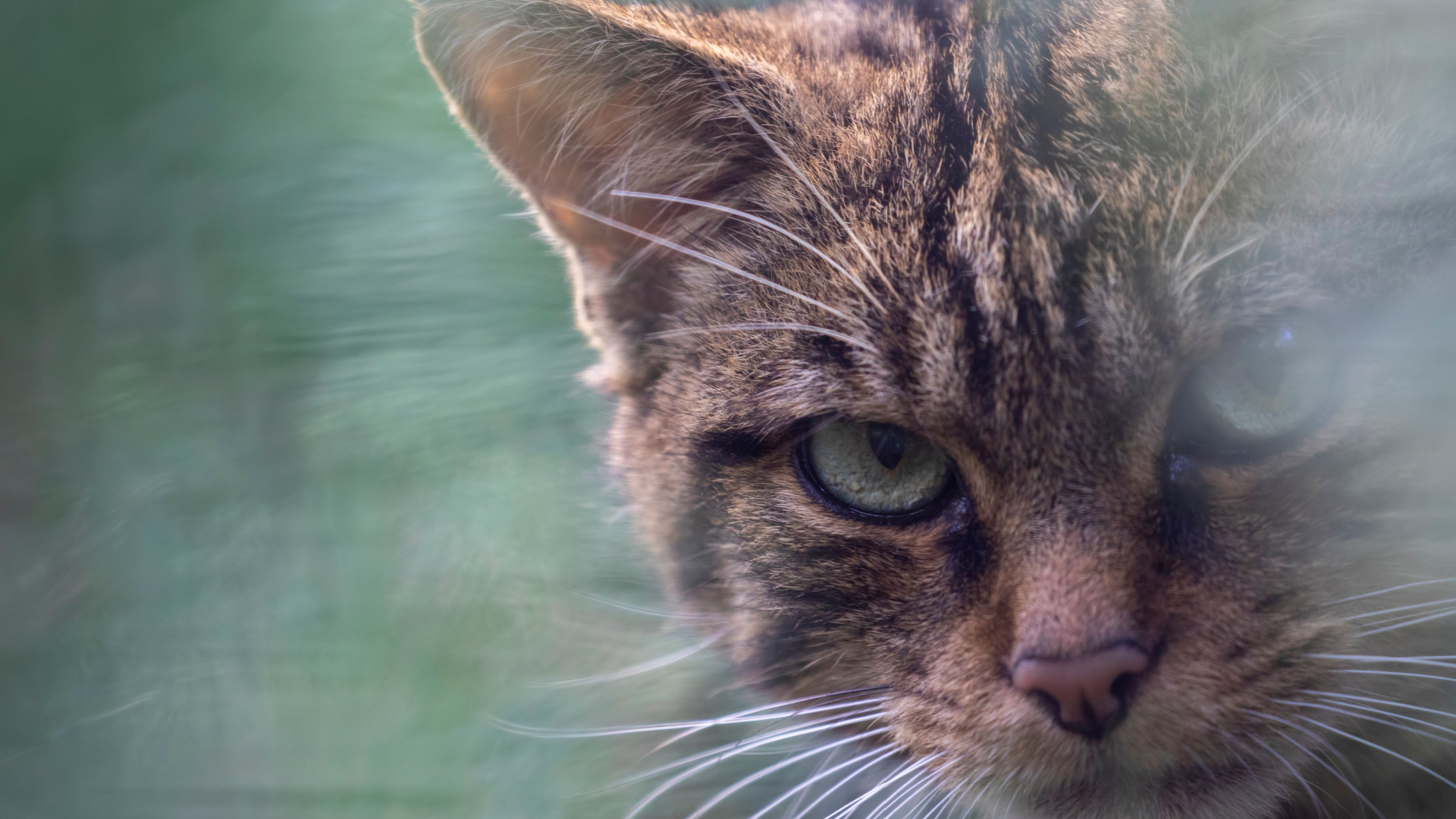 6 Rare Animals You Can Only See In Specific Parts Of The World