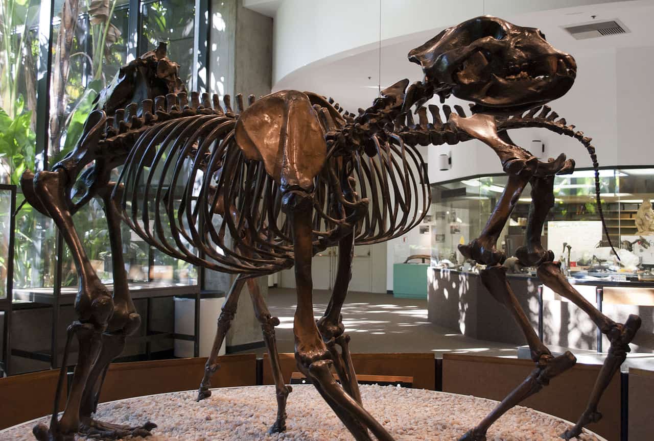 The Largest Bear Ever: A Giant That Dwarfed Today’s Kodiaks