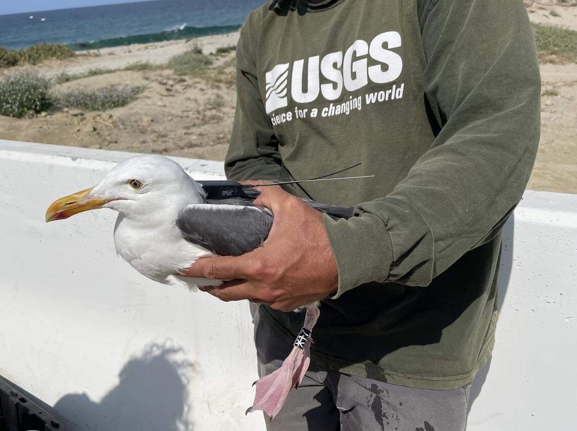 Tag showed gull hitching ride on garbage truck to CA landfill - for 80 ...