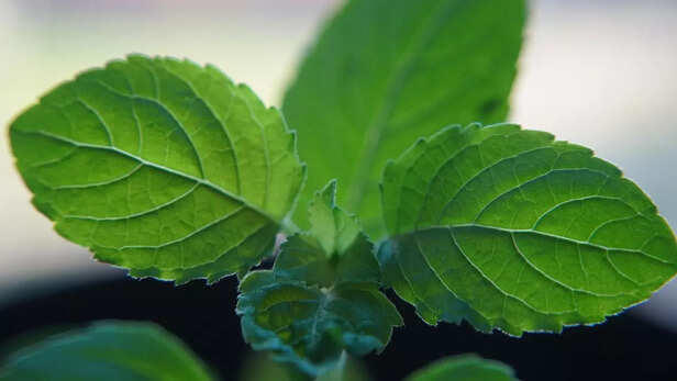 Tulsi Leaves and Their Spiritual Significance in Indian Homes