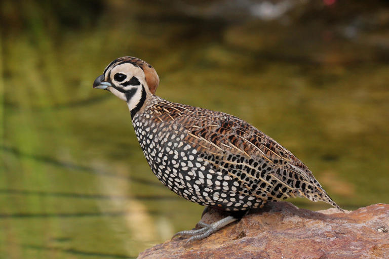 Baby quail season came early, keeping these Arizona rescuers busy