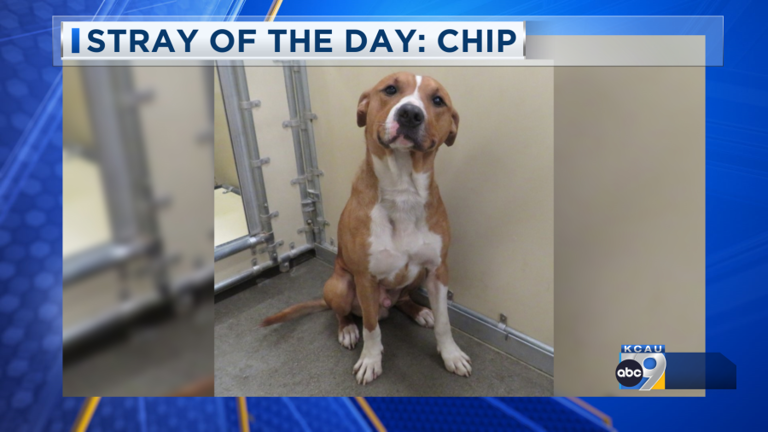 Stray of the Day: Meet Chip