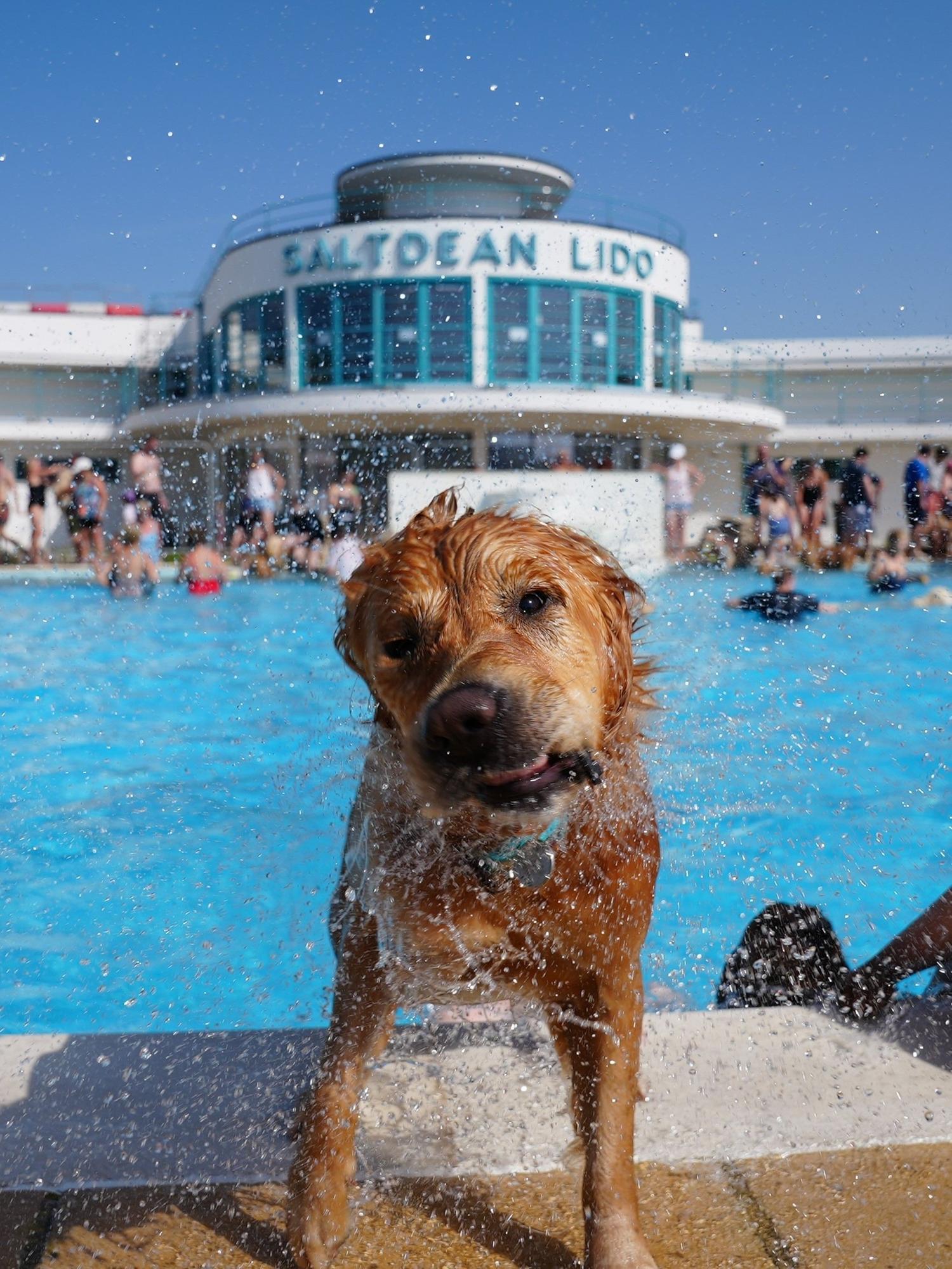 Saltdean Lido’s famous Dog Swim – The largest and most famous in the UK ...