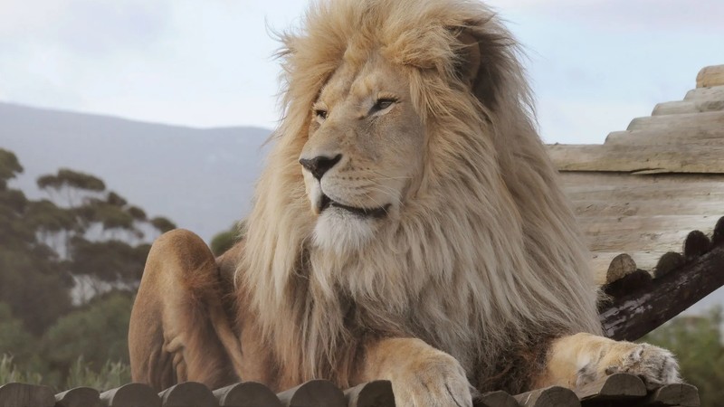 The bald truth: why some lions lose their iconic manes