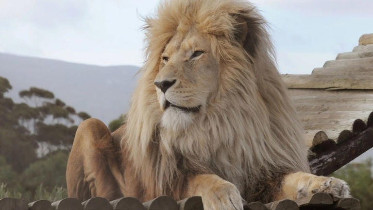 The bald truth: why some lions lose their iconic manes