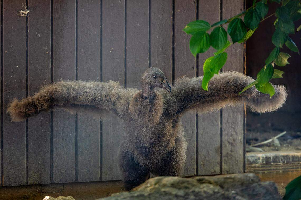 ‘Adorable' fuzzy creature born at Fresno Zoo. ‘See her in all her ...