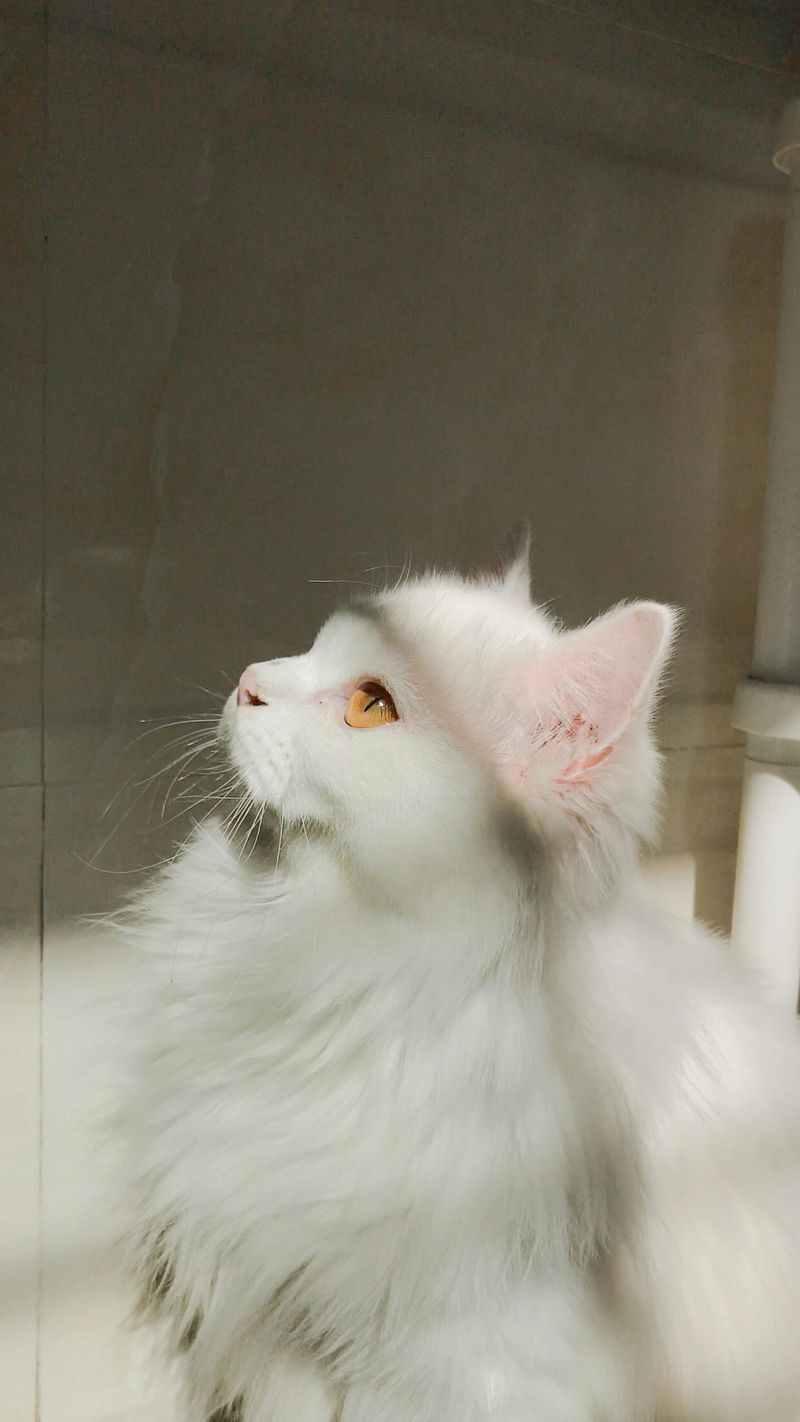 The Reason Why Cats Stare At Walls And 11 Things Cats Notice That ...
