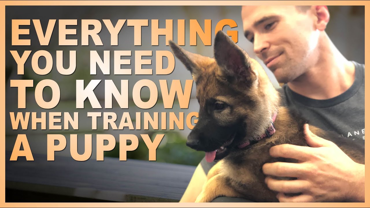 Master Puppy Training Fast With These Essential Tips