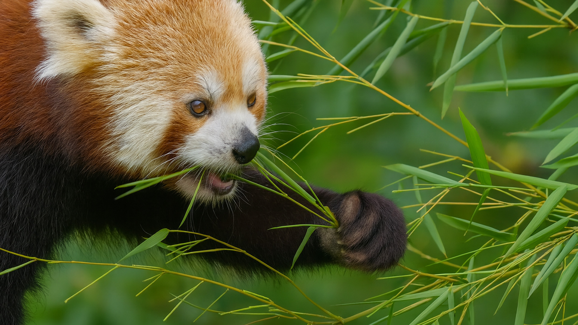 La faune sauvage de Chine – le panda roux dans son habitat naturel
