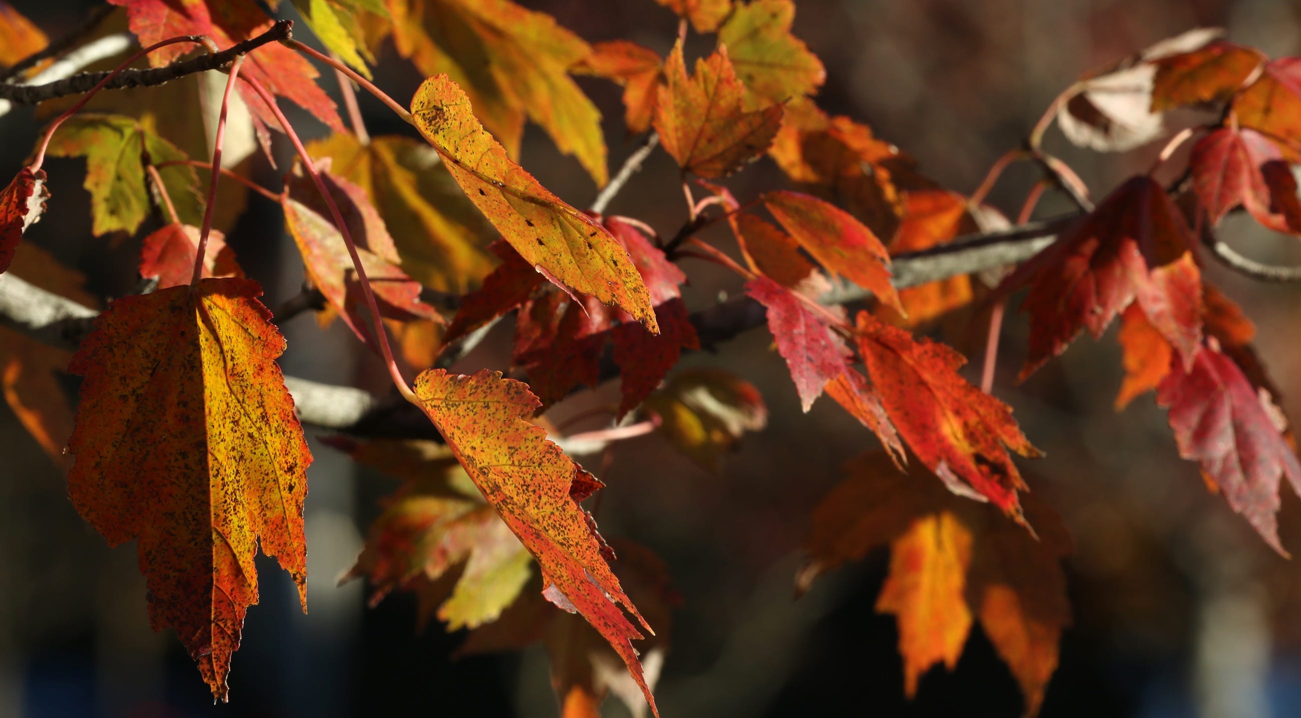 When will fall colors hit their peak in Nebraska? Find the best views ...