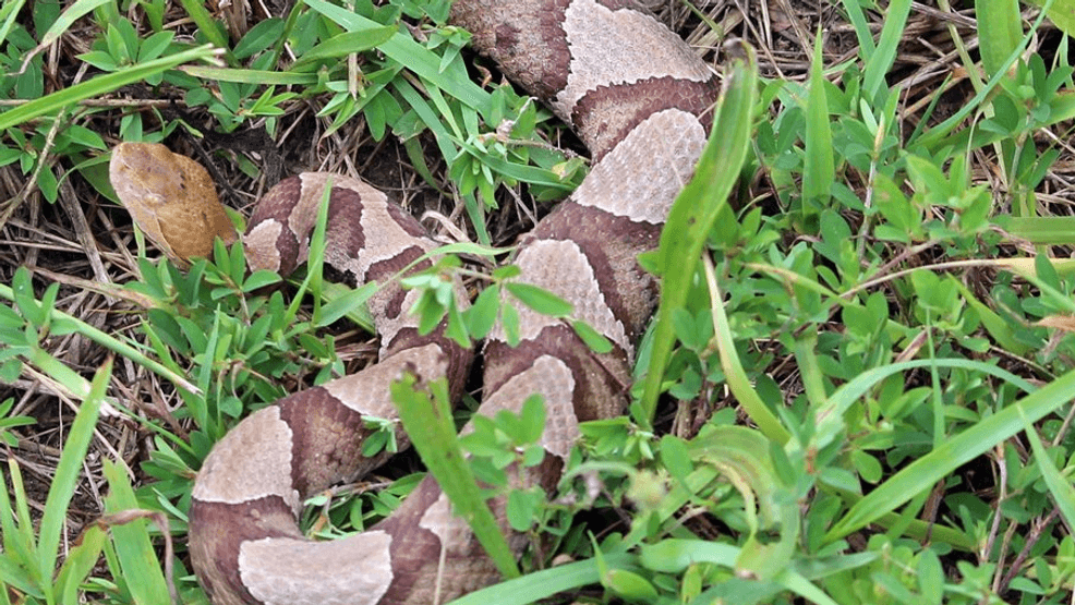 Maryland residents be aware as copperhead snake activity increases