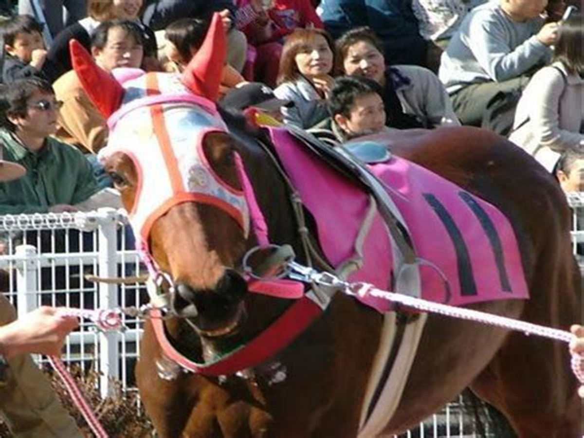 Haru Urara's cause of death: How did Japan’s most famous racehorse ...