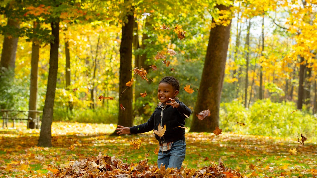 When Michigan's leaves change color: Check the fall foliage map here
