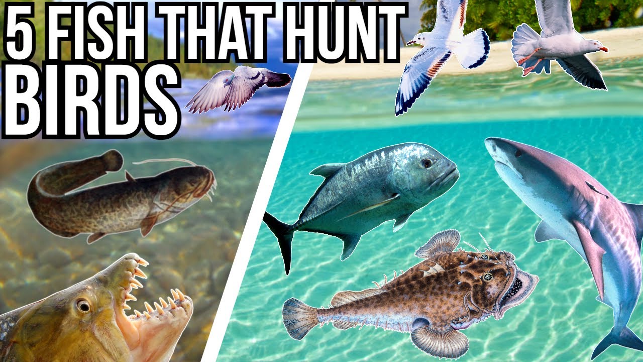 Sky Meets Water - 5 Fish That Prey On Birds