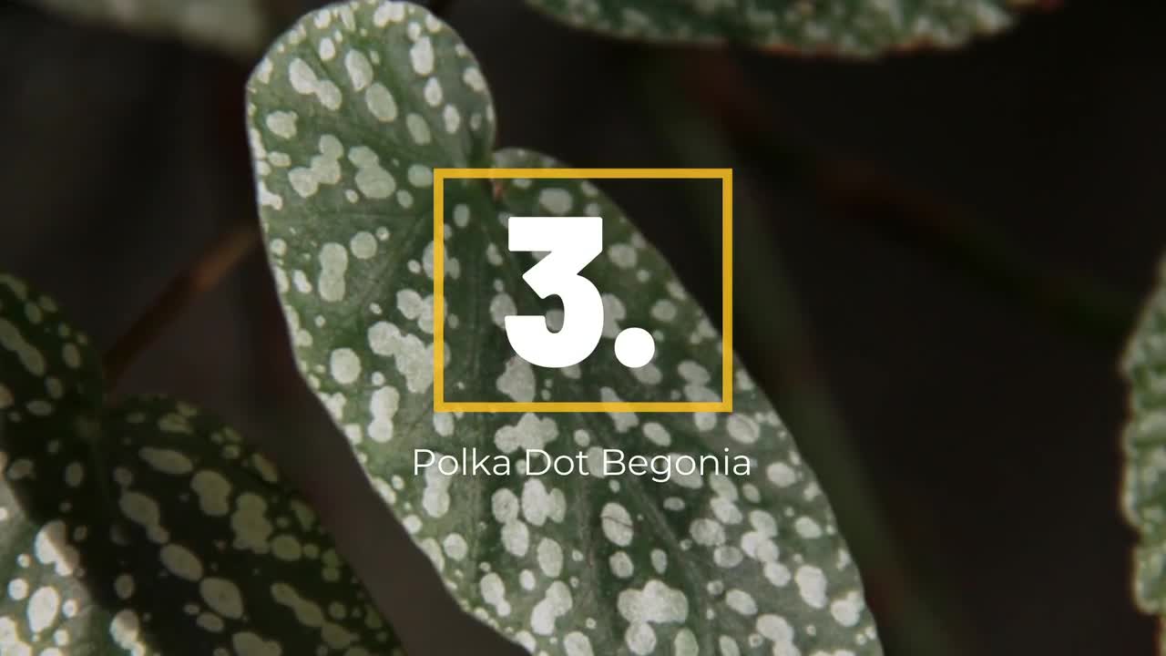 The Top 5 Most Popular Houseplants