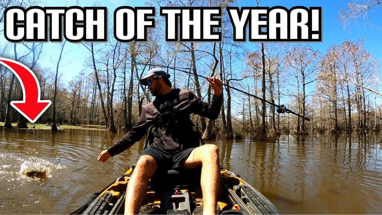 Angler lands multiple large bass near cypress tree roots