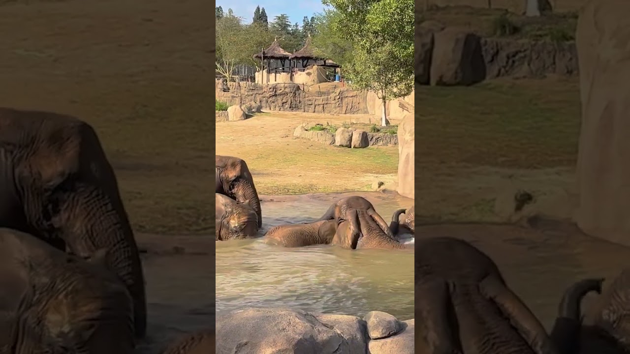 Watch massive elephants playing together in a pool