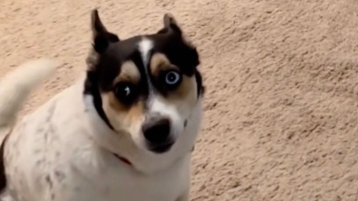 A su perro por fin le permiten subirse a la cama: su reacción divierte ...