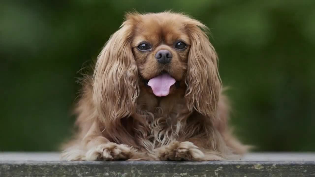 The Best Quiet Dog Breeds That Don’t Bark Very Much