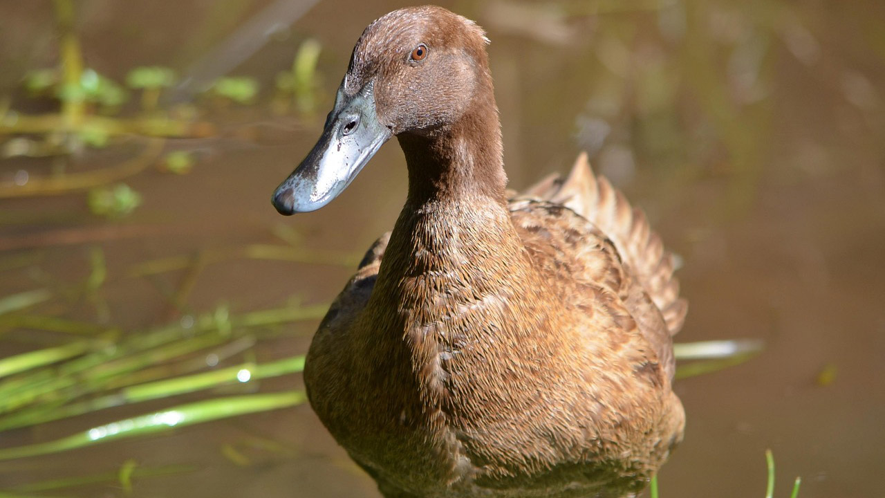 8 ducks that are great for both meat and eggs