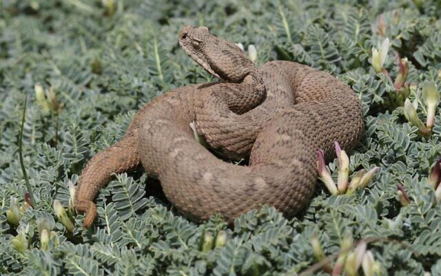 Four in ten reptile species in Israel at risk of extinction, rare audit ...