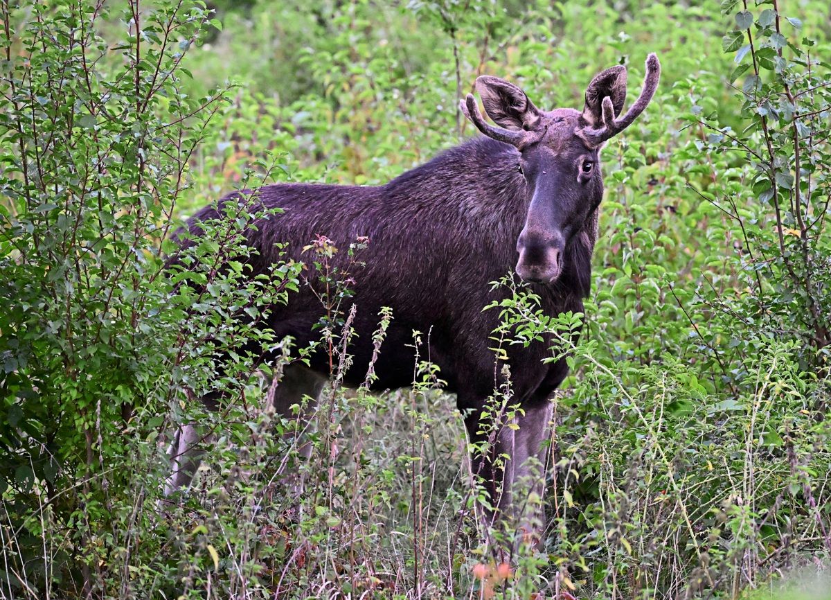 Sichtung in Amstetten: Elch "Emil" offenbar wieder südlich der Donau ...