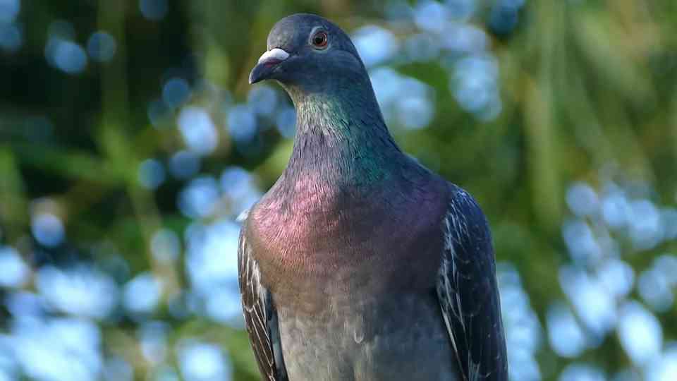 How Pigeons Almost Became Secret Weapons in WWII