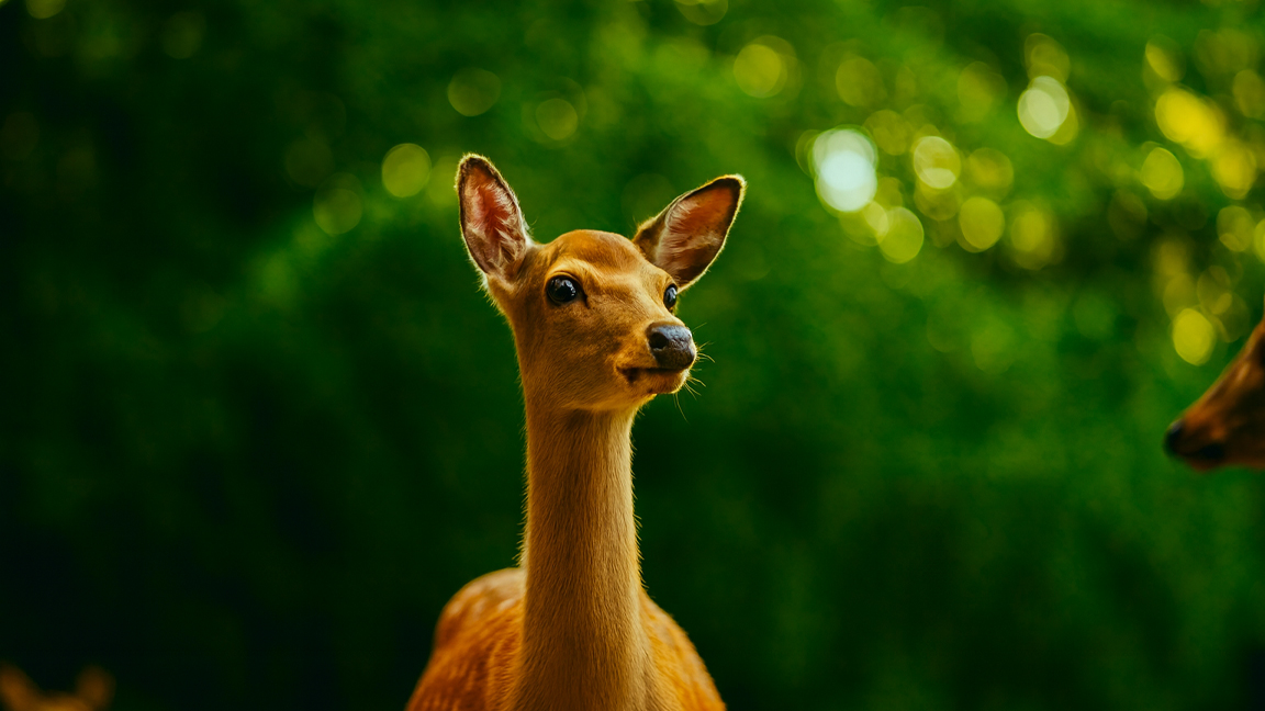 Real Moments in the Wild – Unscripted Nature in 4K