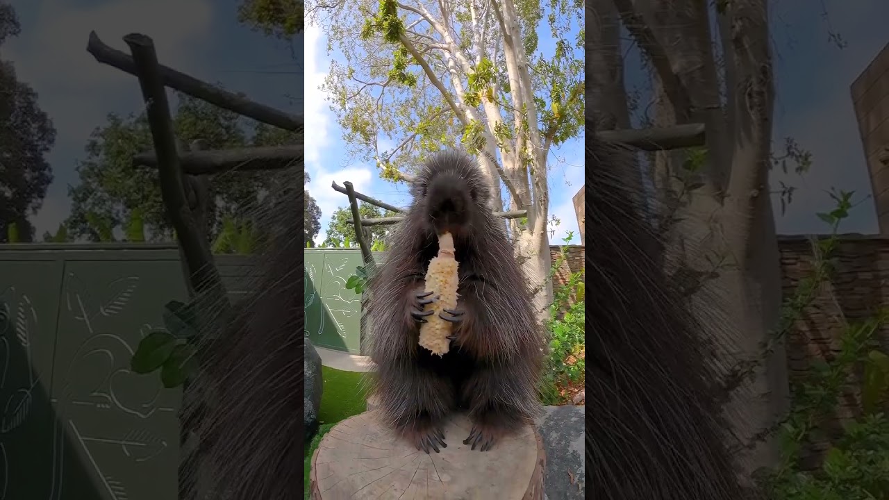 Porcupines enjoy a delightful outdoor picnic