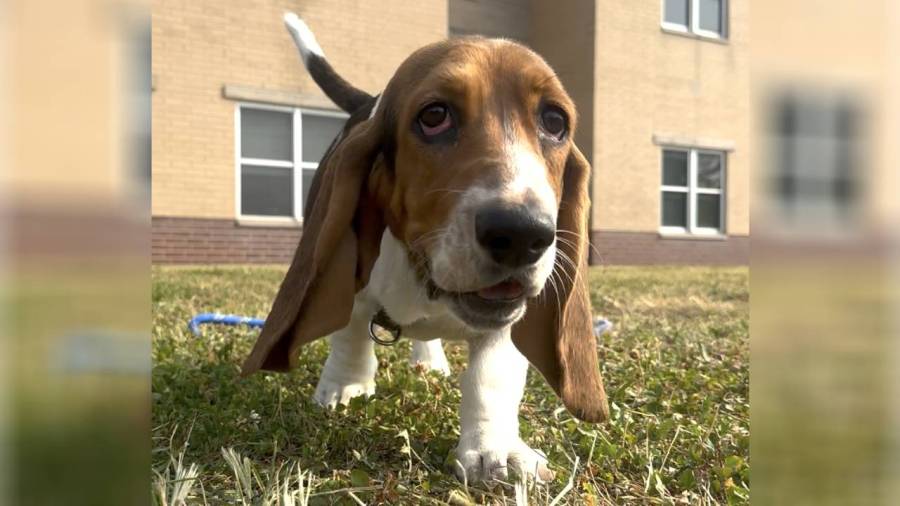 Therapy dog makes ‘paw-sitive’ impact at elementary school