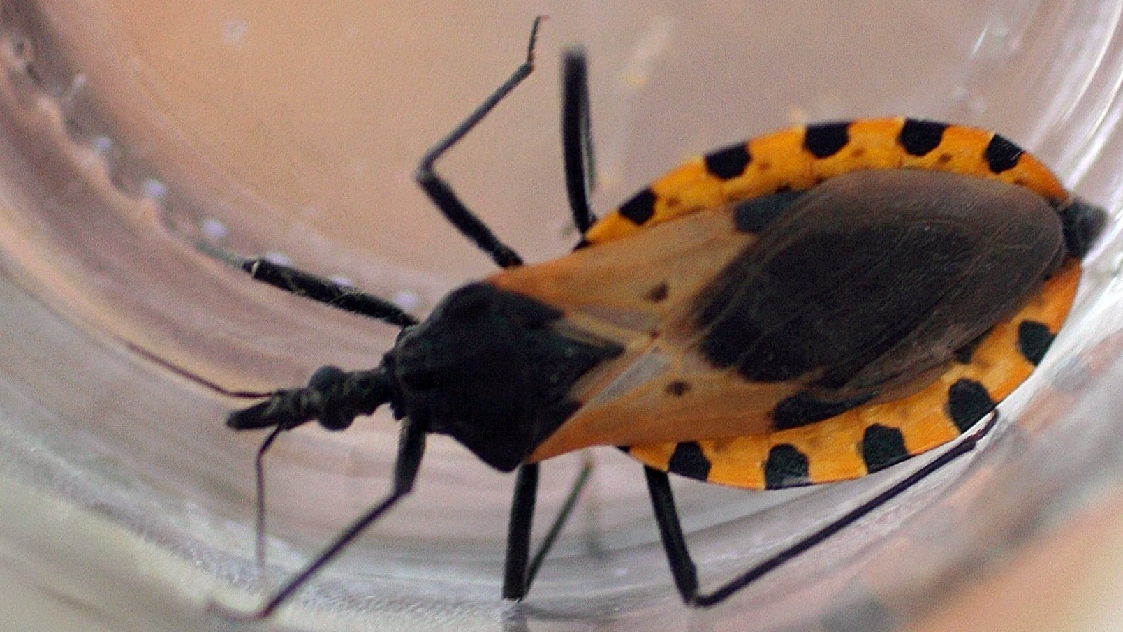 Face-Biting Parasite’s ‘Kissing Bug’ Disease Now Endemic in the U.S.