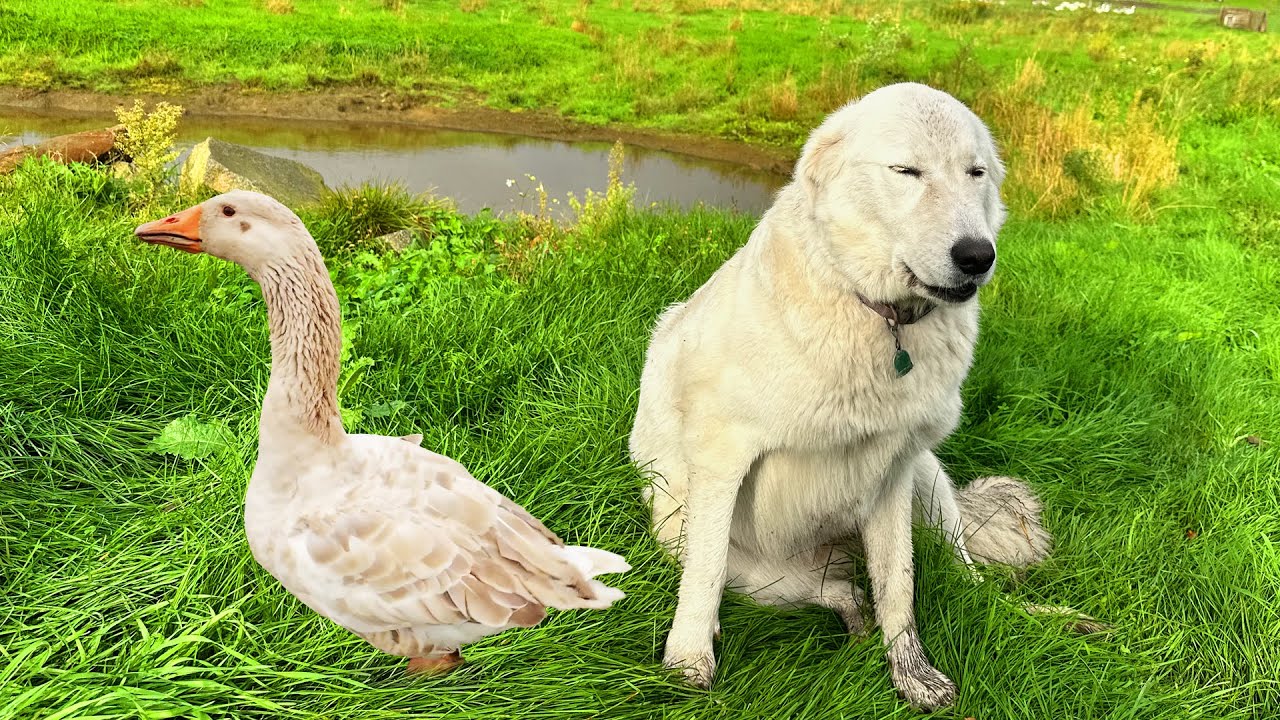 How One Goose Proved Reproduction Matters on the Farm