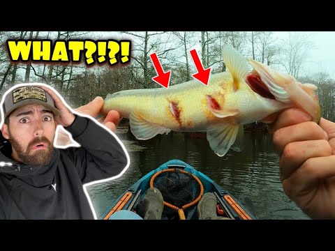 Bass fishing in swamp produces jacked up fish