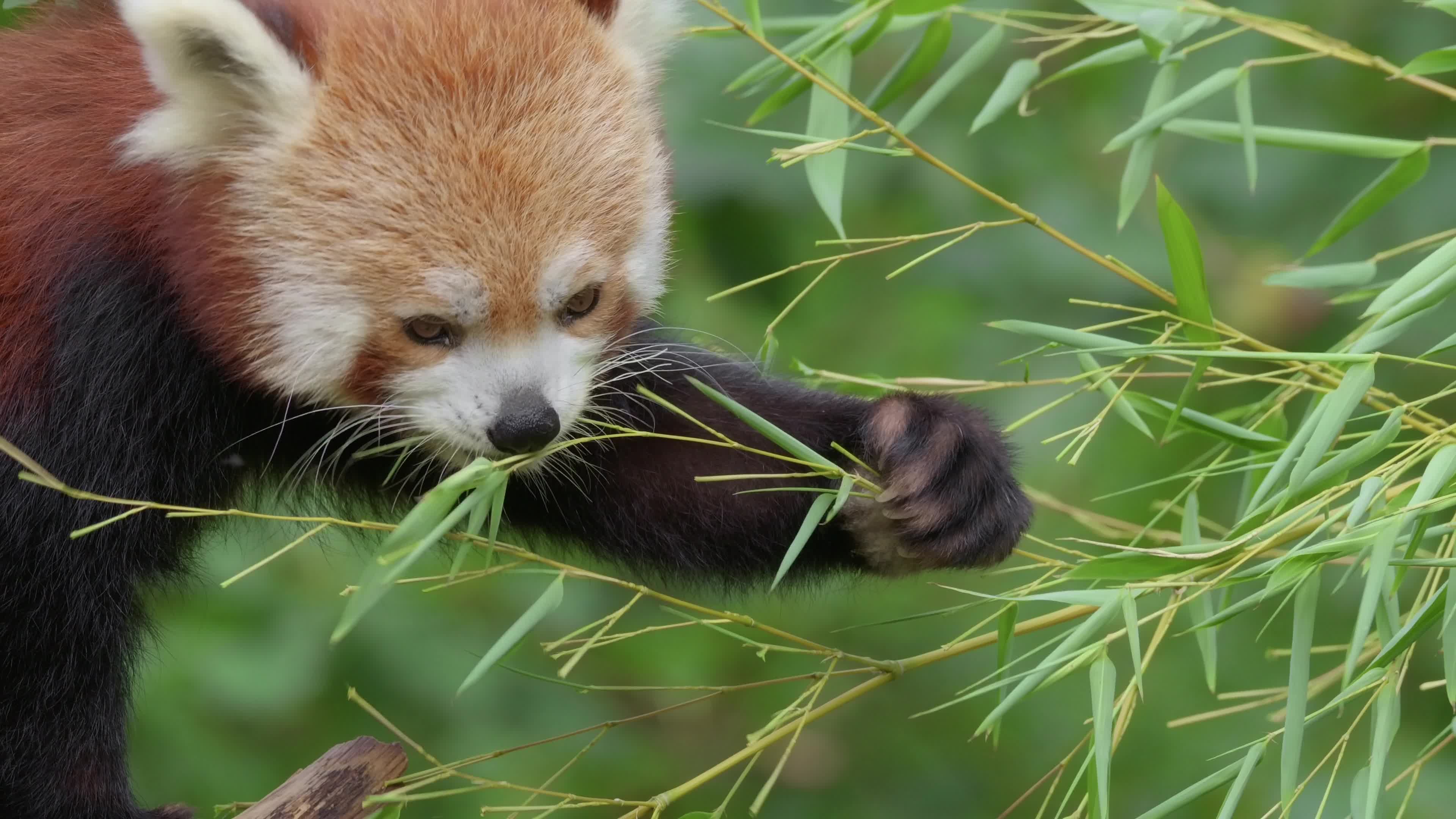 Chinese Wildlife – Red Panda in the Wild