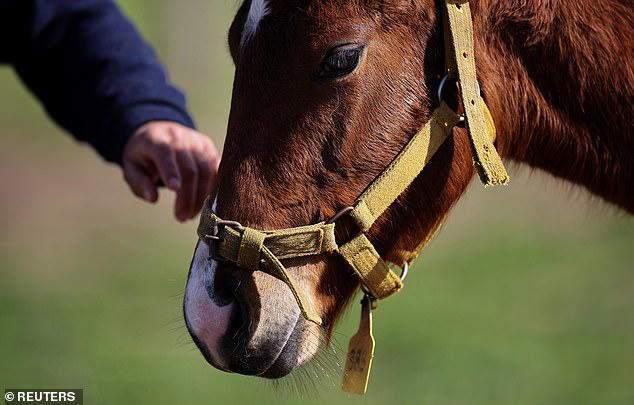 Meet the world's first CRISPR horses! Genetically-modified foals have ...